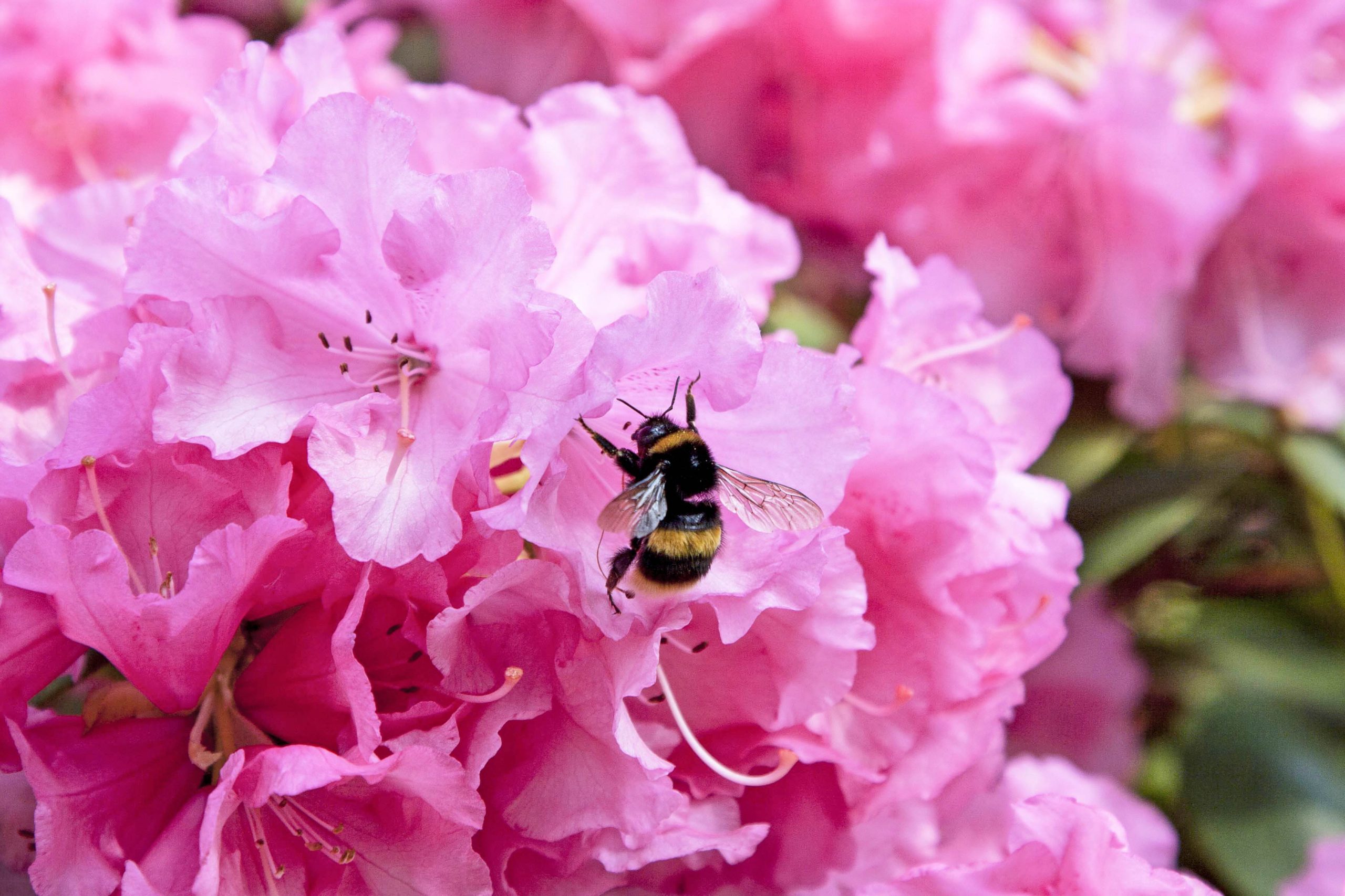 Plan bee: Manchester wildlife detectives urged to log sightings to ...
