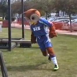 I wish I could fly! Oldham owl 'Chaddy' joins fundraisers for 100-mile ...