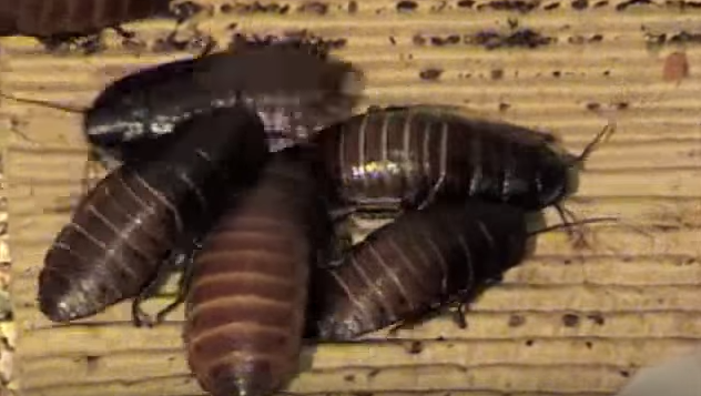 Creepshow! HUNDREDS of cockroaches infest Trafford Centre cinema's food ...