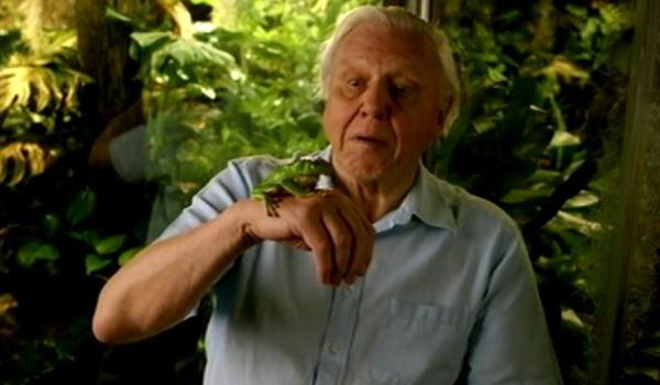 Fabulous Frogs: Manchester Museum hops into focus for Sir David ...