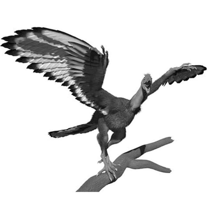 'Dino-bird' breakthrough as University of Manchester scientists inject ...