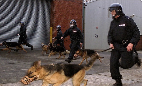 Fighting crime one bite at a time: Manchester's canine detectives sniff ...