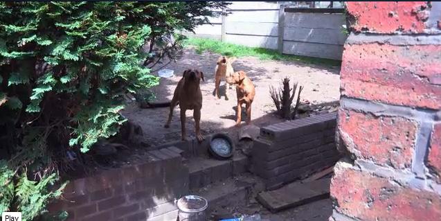 Can You Have Dogs In A Council House