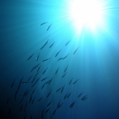 Shoal-less: Backstabbing fish sacrifice pals to predators in order to ...