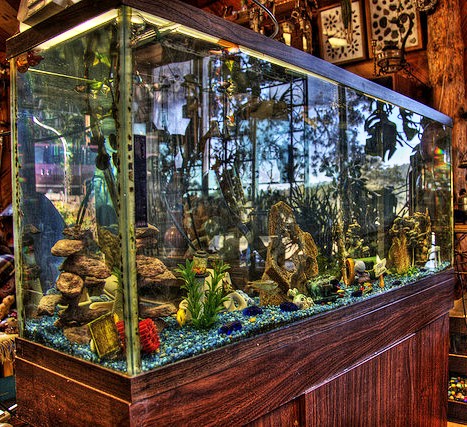 Middleton man's leg amputated after 200kg fish tank falls on him ...