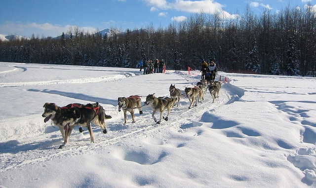 Iditarod dog slog: Stockport man one of only six Brits to have ...