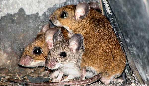 Animals: Oldham chippy owners fined after hygiene was so bad even the ...