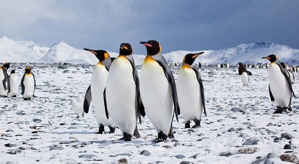 MM's top five...penguins on World Penguin Day - Mancunian Matters
