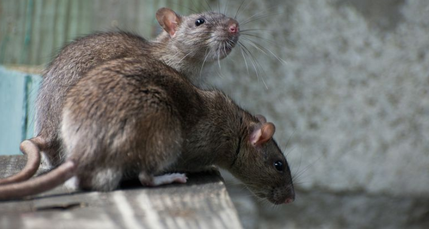 WATCH: The rat capital of Manchester named as Higher Blackley ...