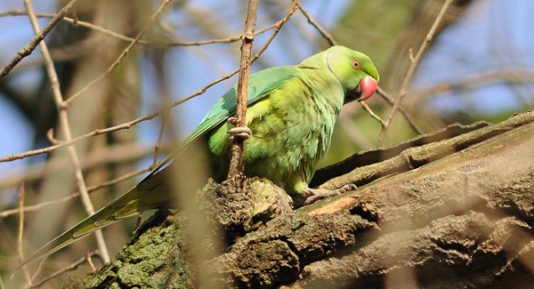 Meet the para-fleet! Soaring parakeet population put Manchester ...