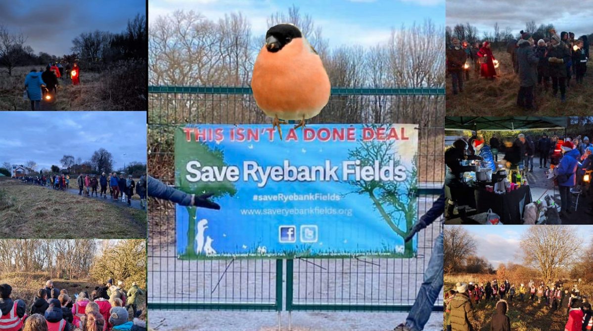 Outrage as MMU Ryebank Fields proposal could destroy 100 Millennium Oak ...