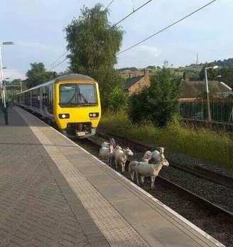 What the flock? Ewe are in the way! Sheep stop Manchester-bound train ...