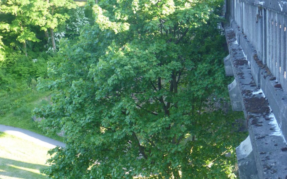 Terrified dad gets stuck up 150ft tree in Heywood leaving son crying in ...