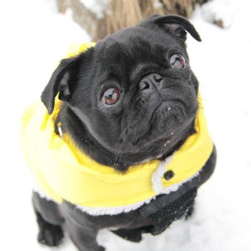 A pug's life: Manchester’s cutest pooch Dita Von Pug loves nothing more ...