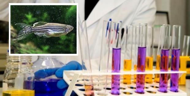 Fishy business: Sea creature cells provide breakthrough in fight ...