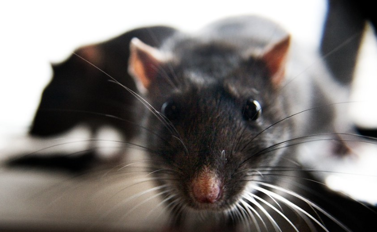 Revealed: Rat infestations more than DOUBLE in Manchester city centre ...