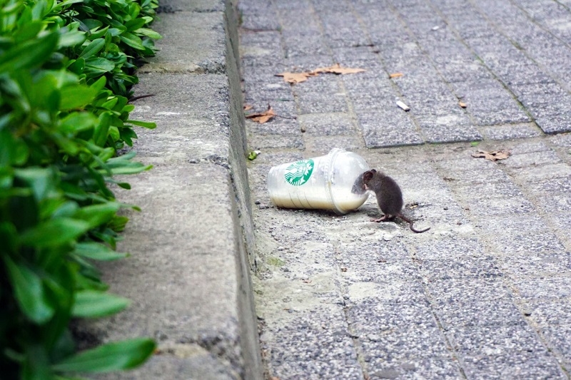 Lockdown boosts Manchester’s rat population to 1.1 million - Mancunian ...