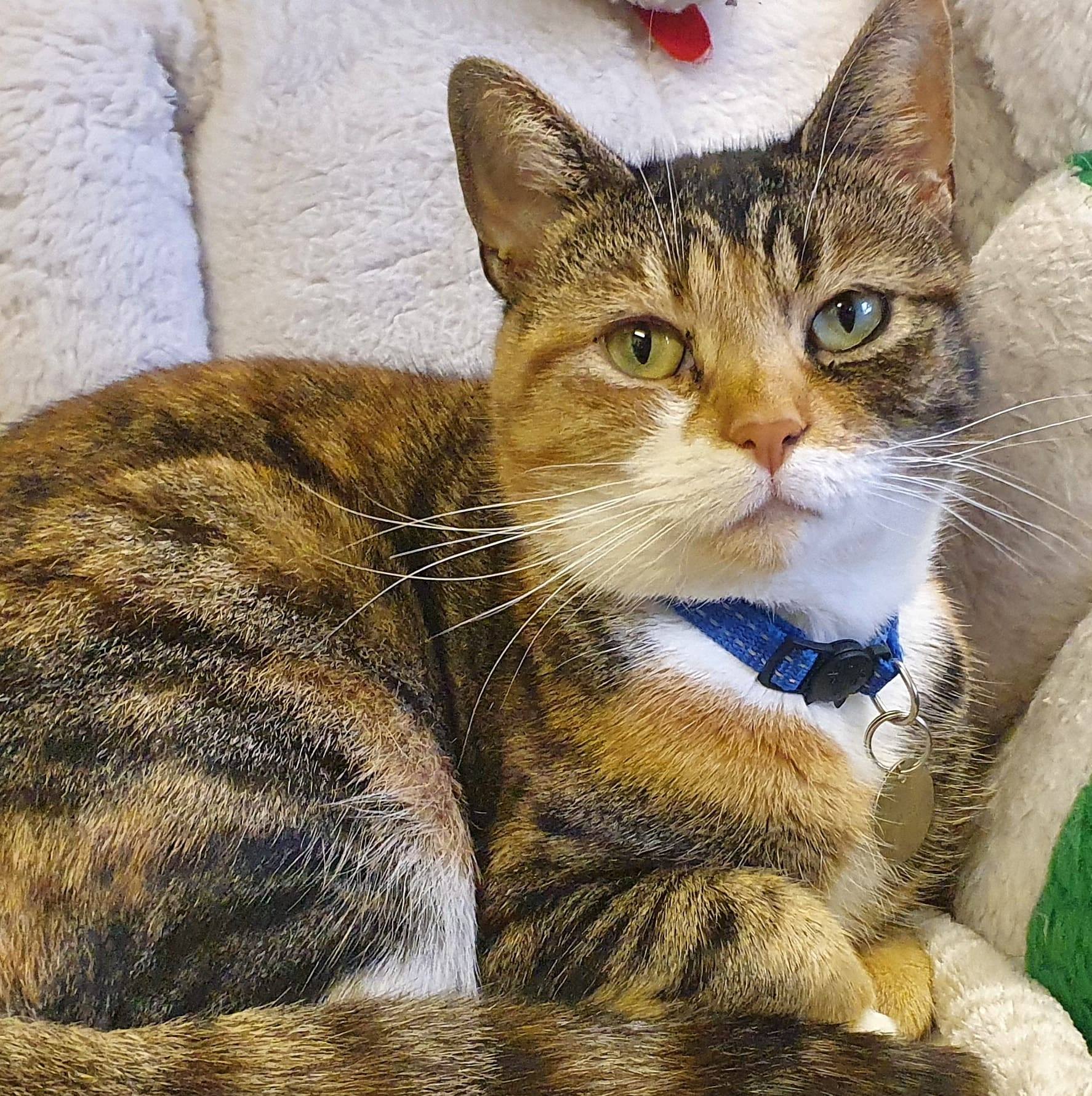 Greater Manchester’s ten cutest cats - Mancunian Matters