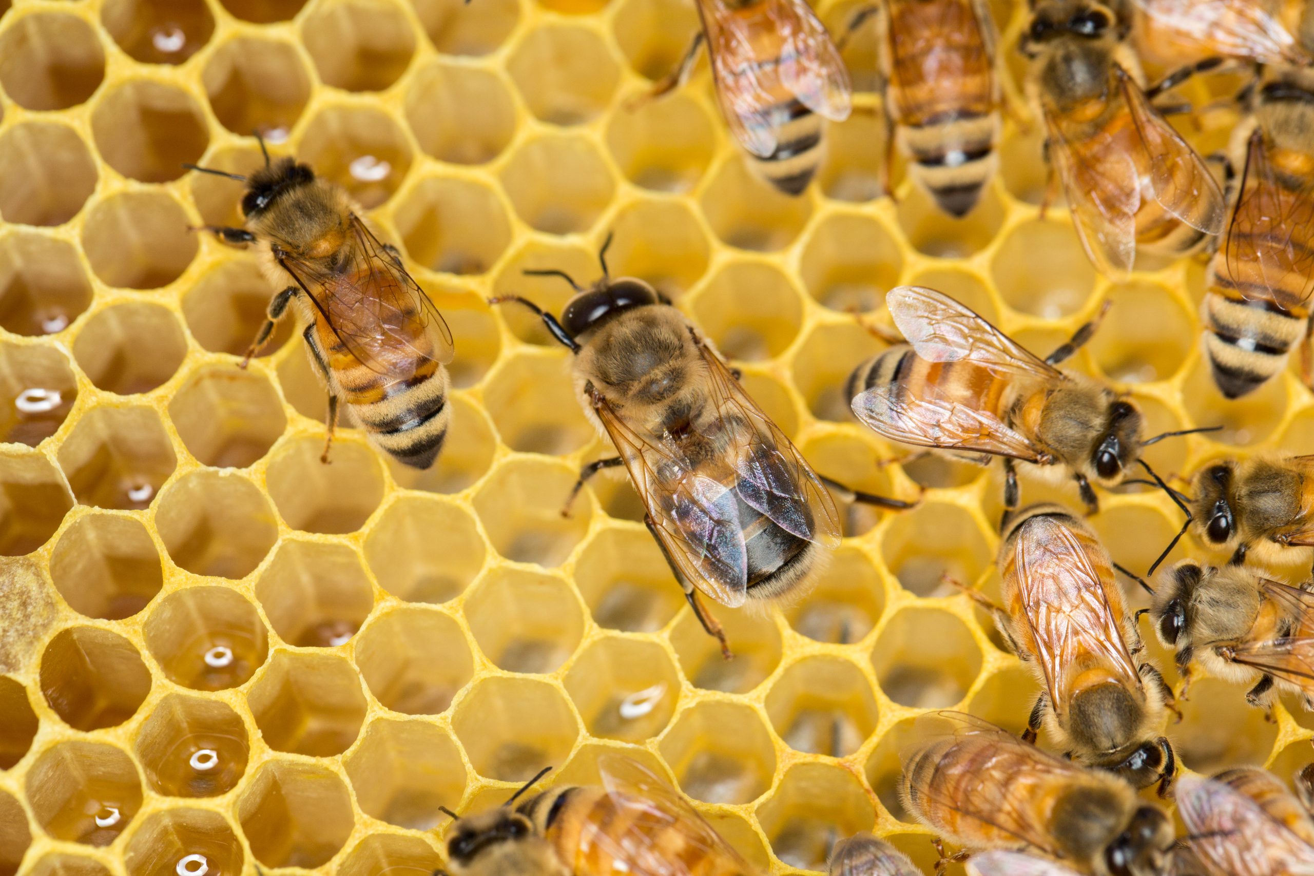 Manchester's beekeepers as citizen scientists: How bees bio-monitor ...
