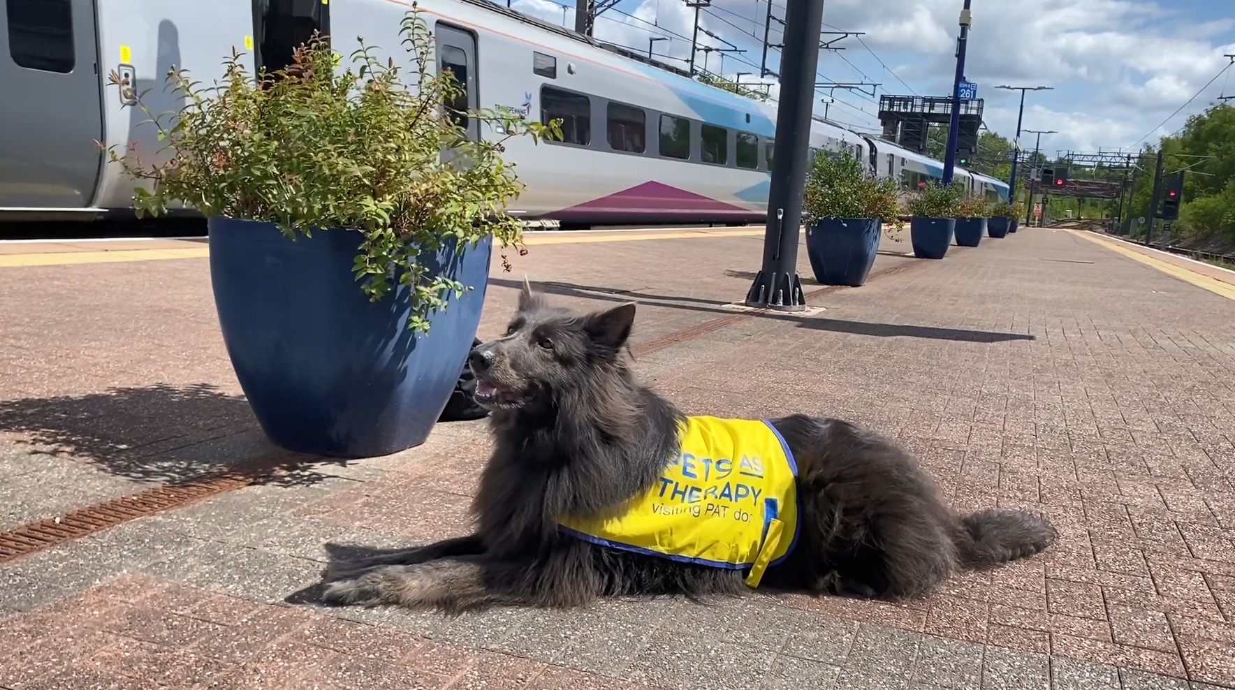 VIDEO: Meet Nya, the first therapy dog on the railways - Mancunian Matters