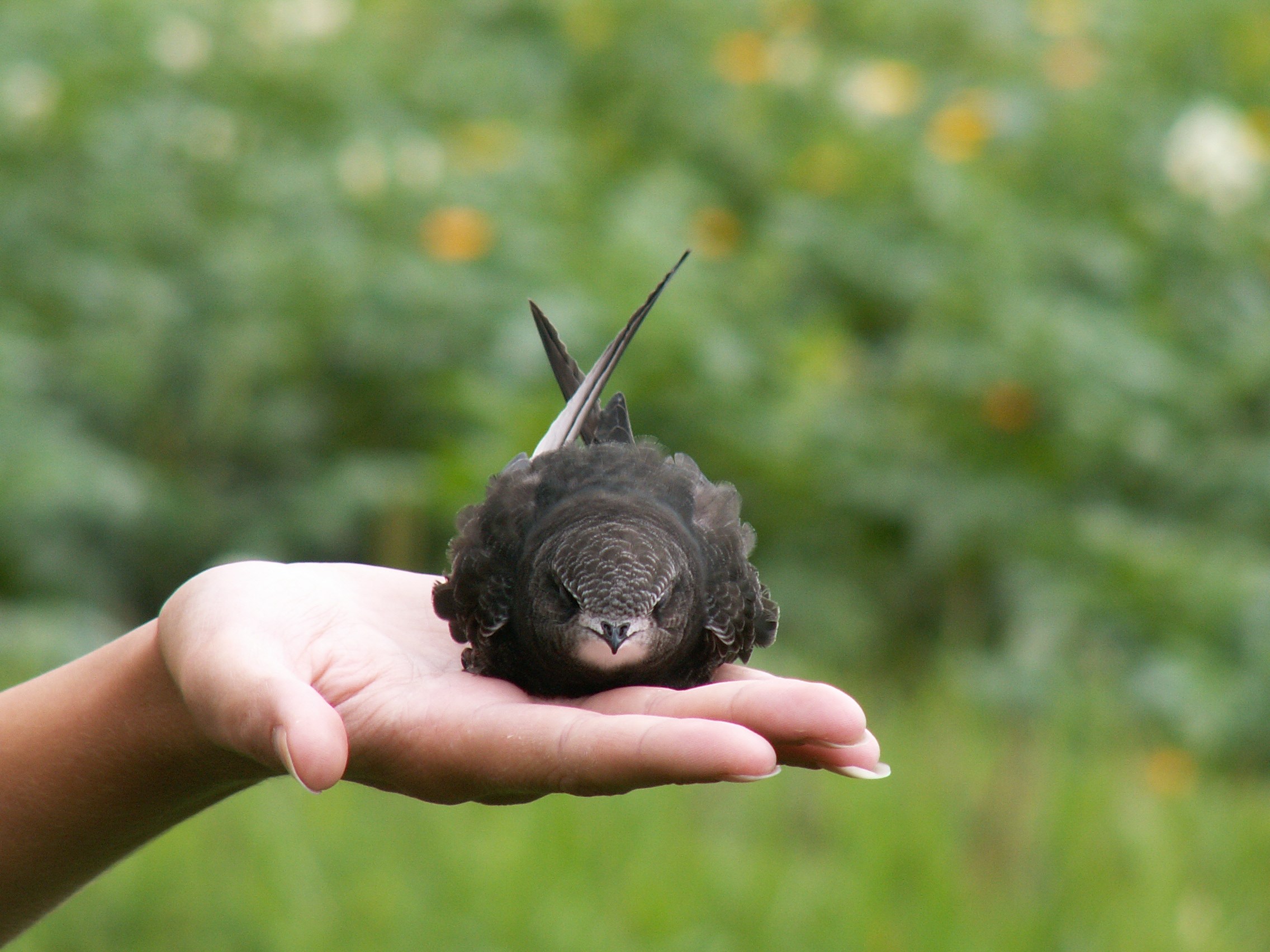 Swift Awareness Week: Communities rally together to save this ...